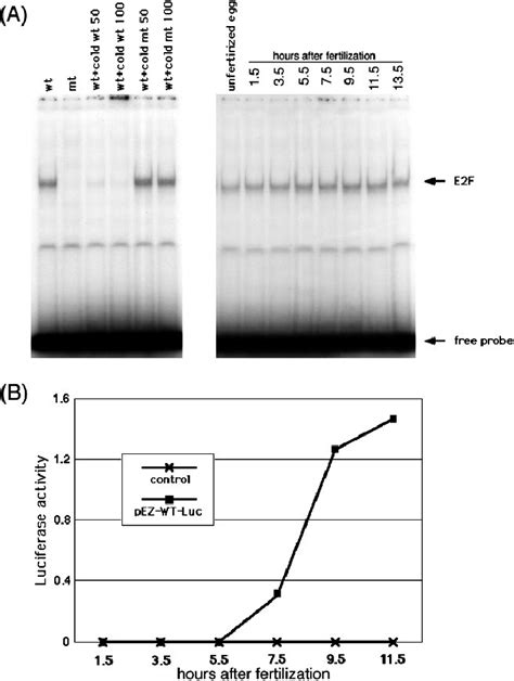 a e2f constantly binds to the consensus binding sequence during early