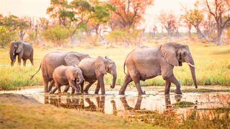 The BEST Botswana Tours And Things To Do In 2022 FREE Cancellation