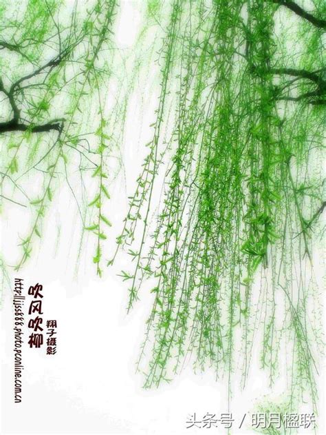 「明月楹聯」七字對聯，上聯「春風放膽來梳柳」，請對下聯 每日頭條
