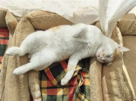 The Art Of Cat Nap Mastering The Feline Sleep Game