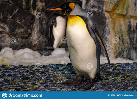 Antarctica Empire Of The Penguin At Seaworld 51 Editorial Photography