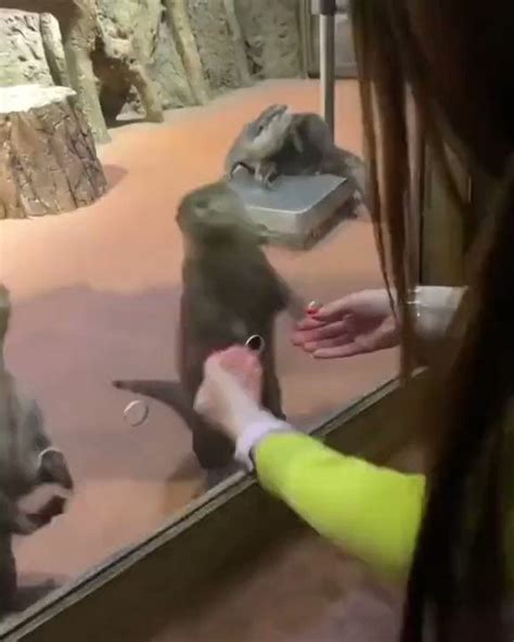 𝕐o̴g̴ On Twitter Petting The Hands Of An Otter🦦🦦🥰