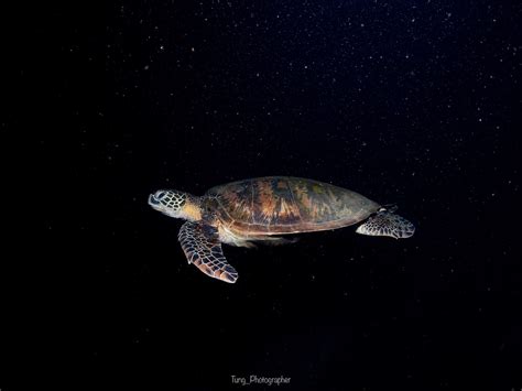 星空下的綠蠵龜 Tg探險家 👦🏻： Tungunderwaterphotographer 📷：olympus Tg 6 🏝️：🇹🇼墾丁