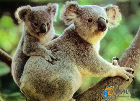 树懒和考拉的区别 考拉和树懒哪个比较懒酷知科普