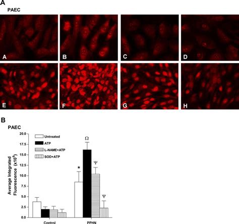 Effect Of Atp On Dihydroethidium Dhe Fluorescence Observed In Control