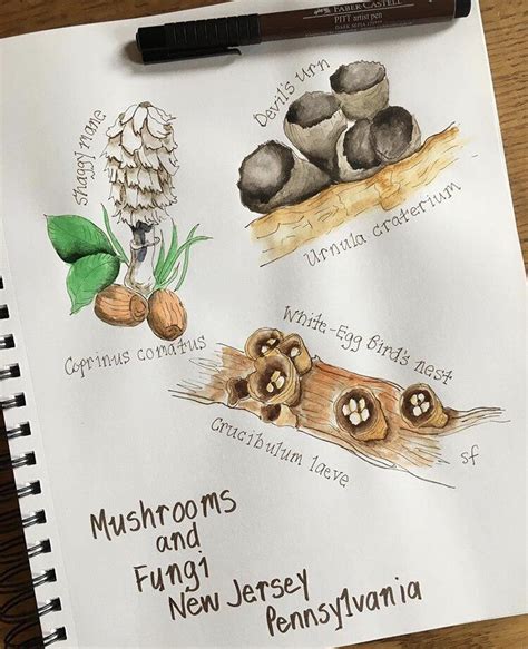 Field Journal Example Sketch At Pauline Smith Blog