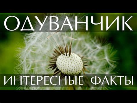 Одуванчик виды разновидности и классификация (8 видео)