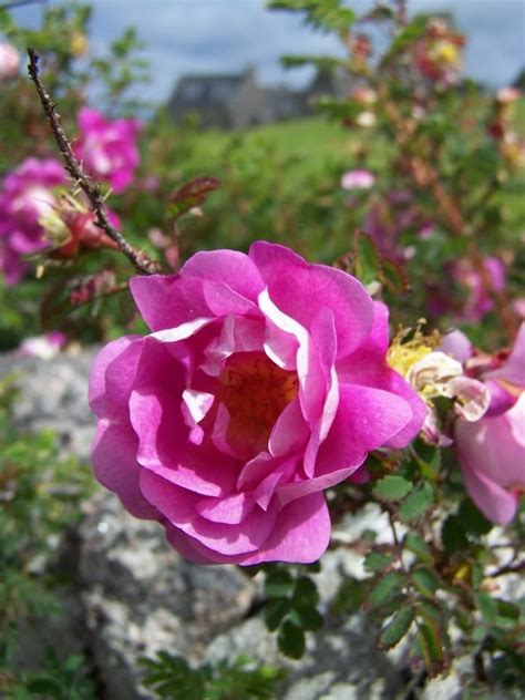 Roses On The Isle Of Iona Scotland