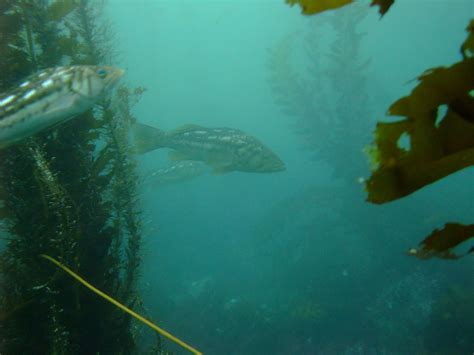 Very Large Kelp Bass