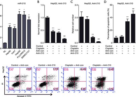 Mir 210 Expression Is Downregulated In Hcc Cells With Cisplatin