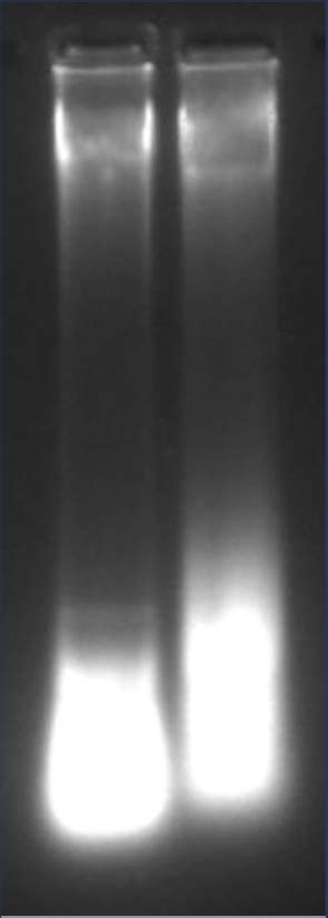 4 Dna Fragmentation Assay Download Scientific Diagram