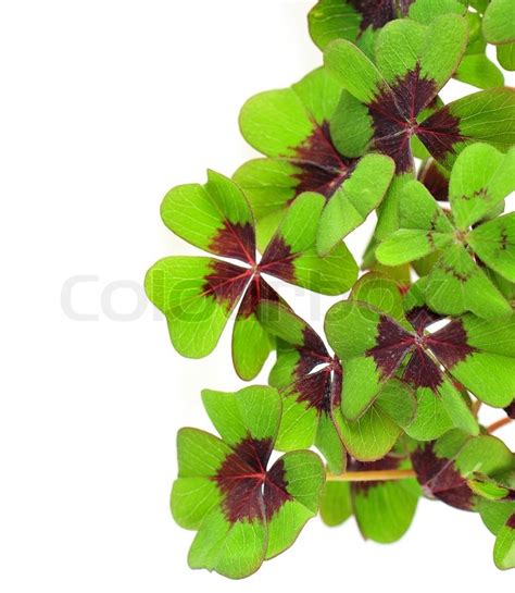 Fresh Green Four Leaved Clover Plant Stock Image Colourbox