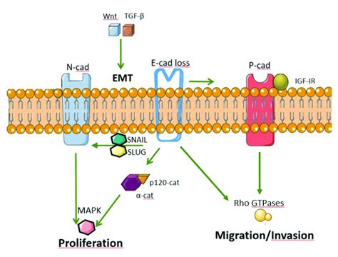 Common Signaling Pathways Of Epithelial To Mesenchymal Transition Based