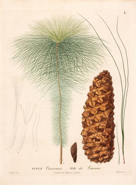 De Candolle Plantes Rares Du Jardin De Genève Geneva 1825 4 Parts