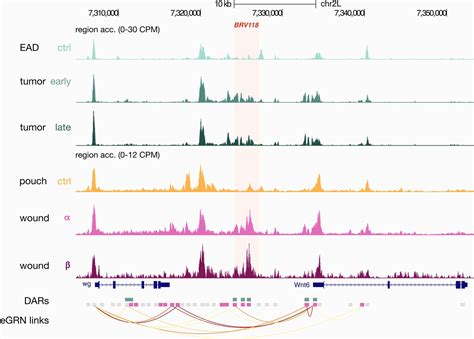 Figures And Data In Shared Enhancer Gene Regulatory Networks Between