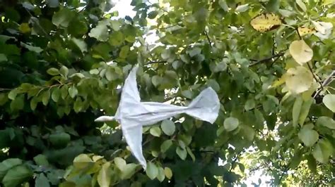 Как Сделать Отпугиватель Птиц от деревьев простая самоделка своими руками Youtube