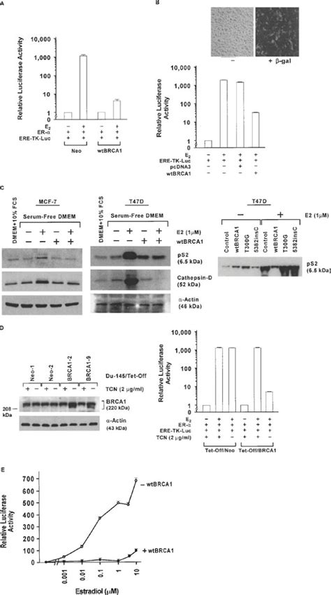Role Of Direct Interaction In BRCA1 Inhibition Of Estrogen Receptor Activity Oncogene
