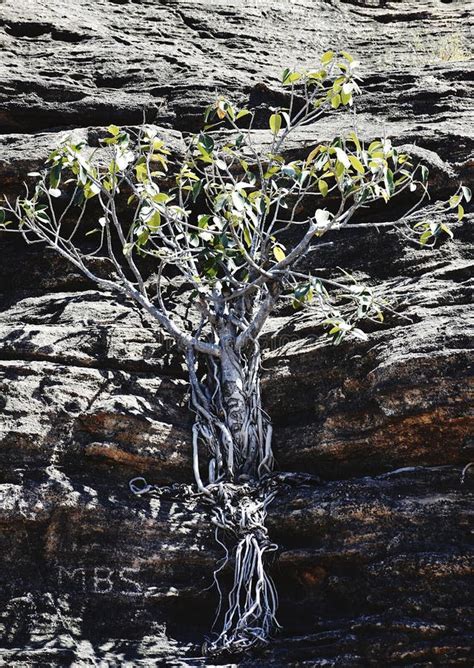 Snap Of A Tree In A Forest Stock Image Image Of Outdoor 223942435