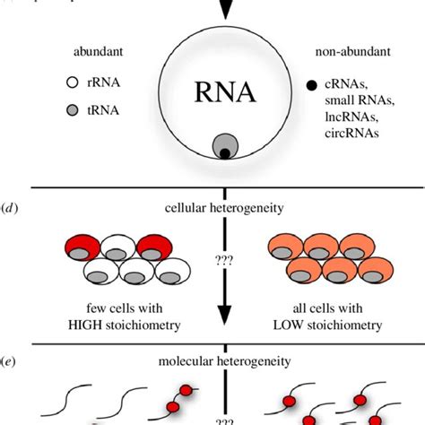 Pdf Understanding Rna Modifications The Promises And Technological