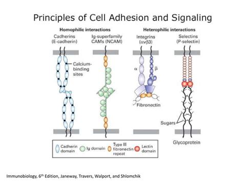 Adhesion Molecules Ppt