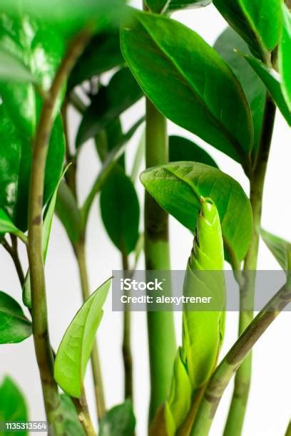緑の Zamioculcas 緑の背景は白の背景に孤立した葉 まぶしいのストックフォトや画像を多数ご用意 まぶしい ウクライナ