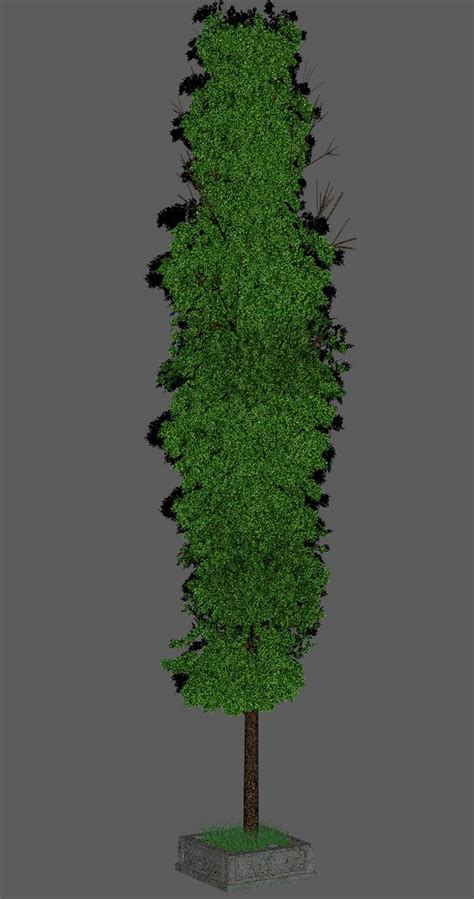 Cipres Tree 3d Model Turbosquid 1237804