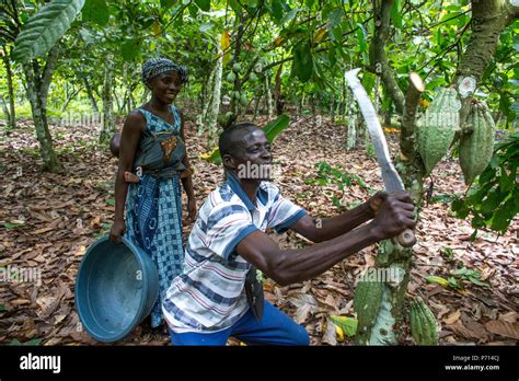 Method Of Harvesting Cocoa At Pam Kirkland Blog
