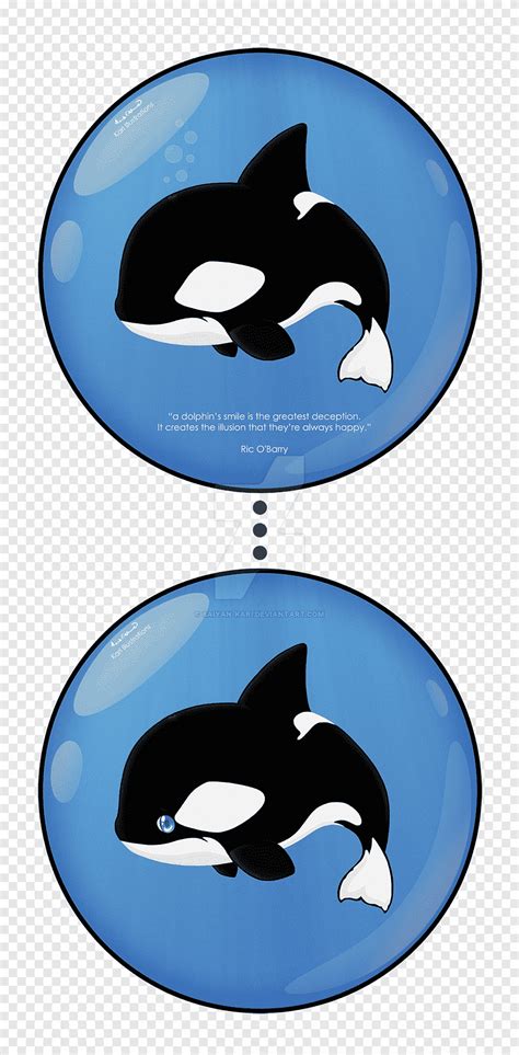 Killer Whale Dolphin Cetacea Dolphin Marine Mammal Mammal Png Pngegg
