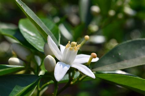 Csc7220 Copy Letaba Kwekery Pty Ltd