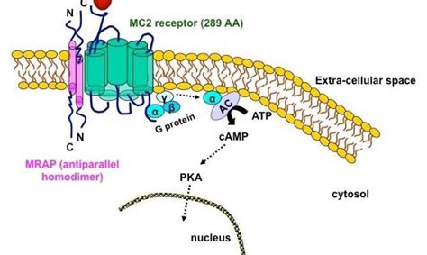 Management Of Multiple Sclerosis Relapses Neuropedia