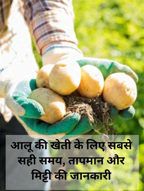 आलू की खेती के लिए सबसे सही समय तापमान और मिट्टी की जानकारी Web Stories