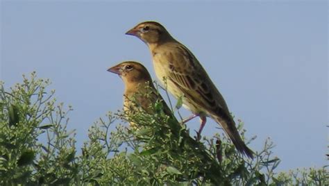 Bobolink Long Distance Travelers Cover Vast Miles In Migration The
