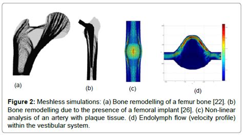 Biometrics Biostatistics Meshless Simulations