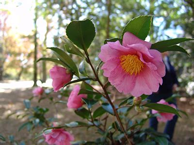 Fall Blooming Camellias In Their Glory The Scott Arboretum