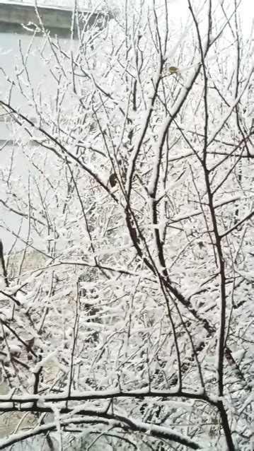 Перший Сніг Україна Всіх вітаю з першим снігом ☃️ ️🌲а в кого пішов сніг пишіть в коментарях 💙