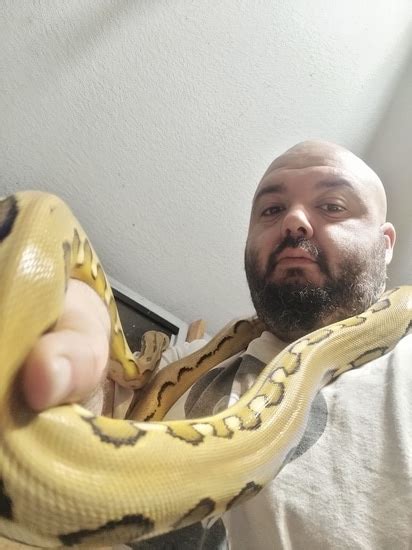 Citron Sunfire Tiger Het Albino Reticulated Python By The Ivory Connection