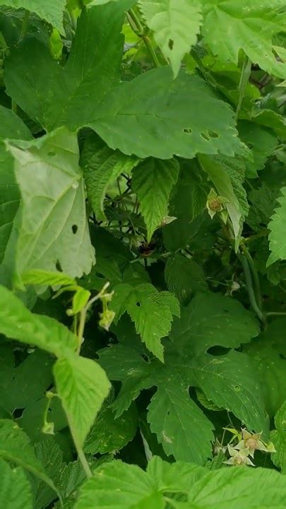 МОХНАТЫЙ Youtube