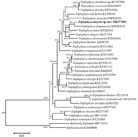 Bayesian Inference Tree Based On Mitochondrial Coi Gene Sequences Of 24 Download Scientific