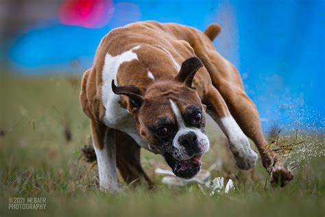 Lure Coursing American Boxer Club