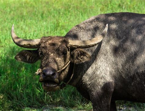 Premium Photo Thai Buffalo In Grass Field