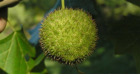 Sycamore Purdue University Fort Wayne