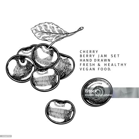 손으로 그린 체리 가지 잎과 베리 벡터 일러스트가 새겨진 버드 베리 메리 농업 공장 여름 수확 잼 또는 마멀레이드 비건 성분
