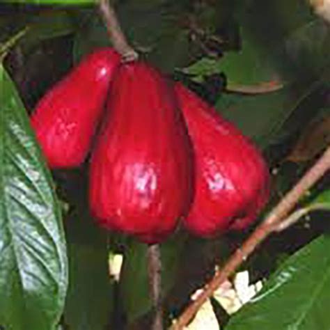 Pomarak Coco Hill Forest