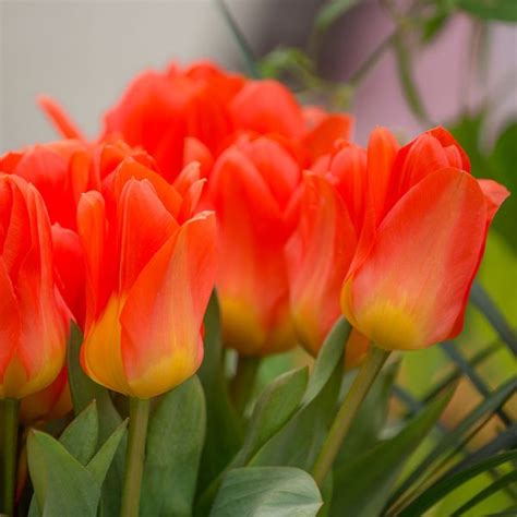 Tulip Oracle White Flower Farm