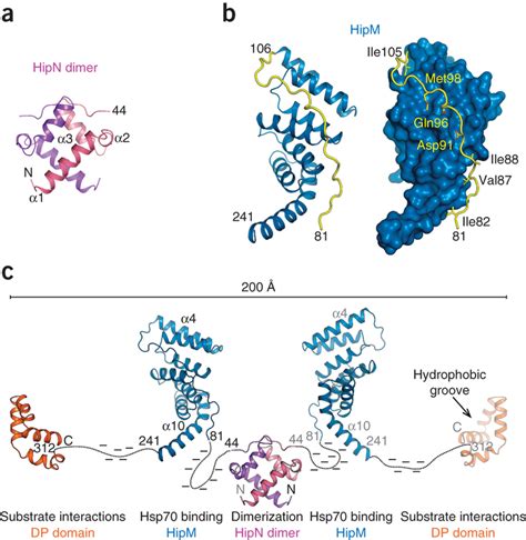 Structures Of Hip Domainsa Structure Of The Dimerization Domain