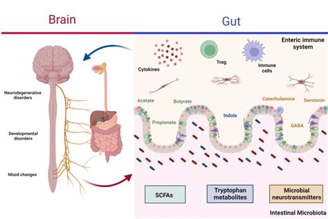Aging Microbiota Gut Brain Axis In Stroke Risk And Outcome 45 Off