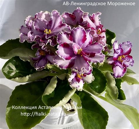 Фото фиалки ав (много фото) - artshots.ru