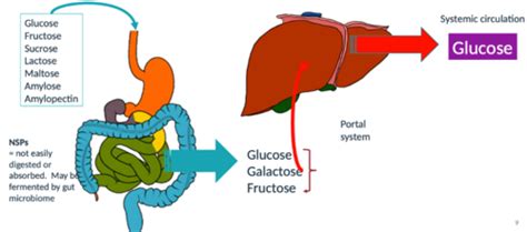 Carbohydrate Metabolism Flashcards Quizlet