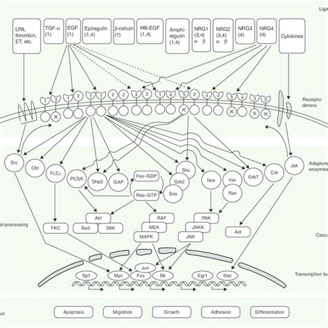The Erbb Signalling A Ligands And The 10 Dimeric Receptor Download Scientific Diagram