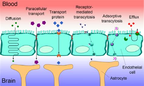 Choroid Plexus The Definitive Guide Biology Dictionary